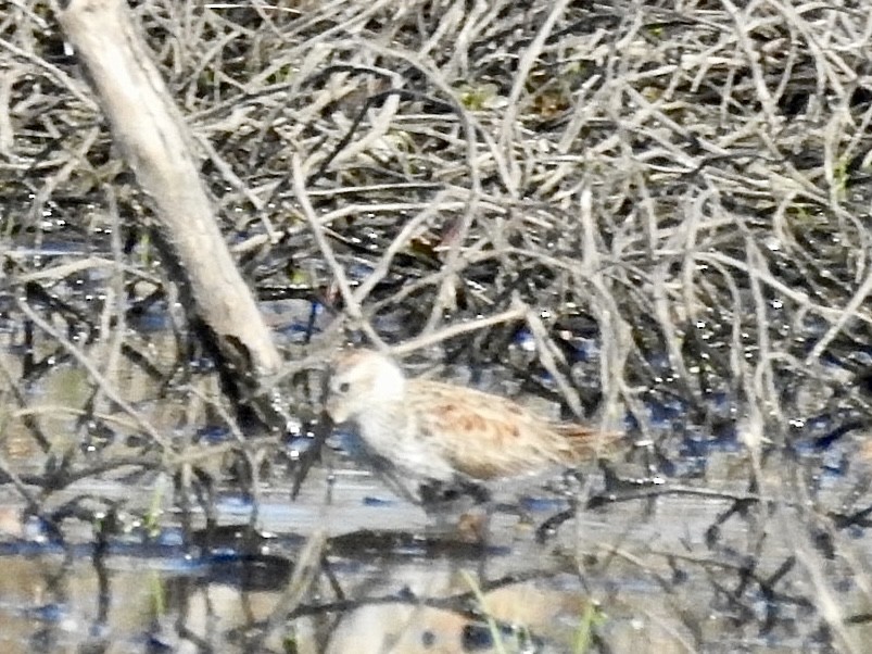 eBird Checklist - 6 May 2023 - John Heinz NWR--impoundment (Philadelphia Co.) - 77 species