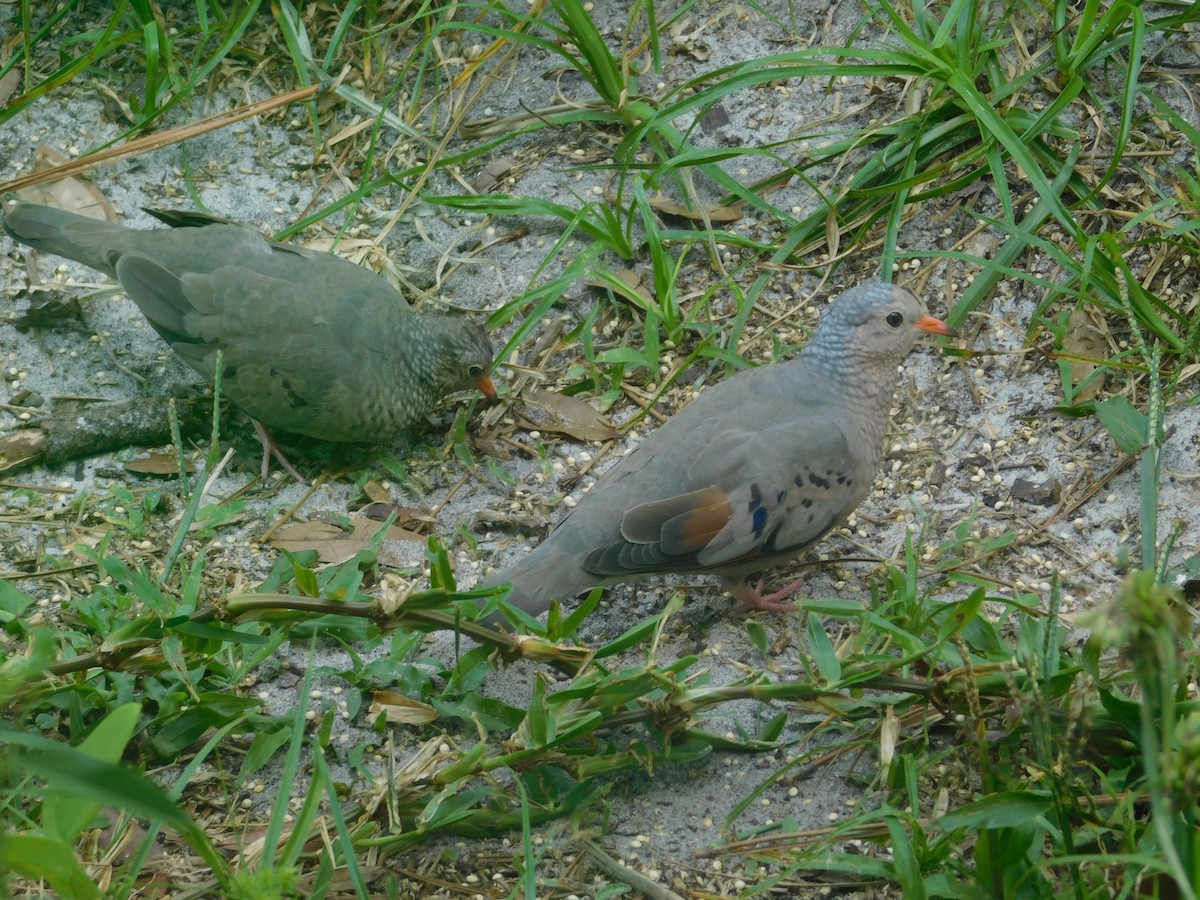 eBird Checklist - 6 May 2023 - Rowan house - 6 species