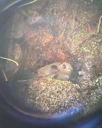 eBird Checklist - 6 Jun 2021 - Alto Cajón de Grecia - 4 species