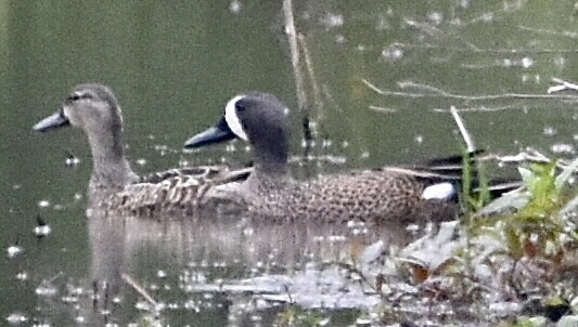 eBird Checklist - 6 May 2023 - Holla Bend NWR - 63 species