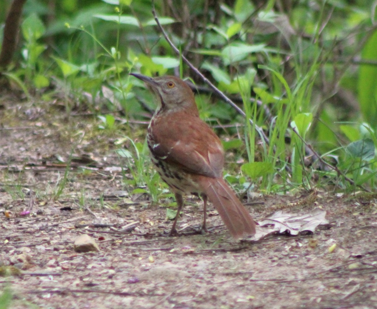 eBird Checklist - 6 May 2023 - Kickapoo State Recreation Area - 37 species