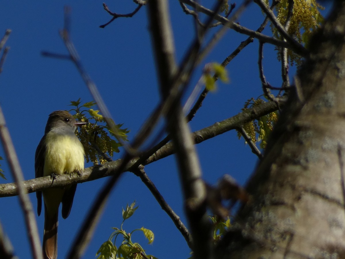 eBird Checklist - 6 May 2023 - Robinson SP - 27 species