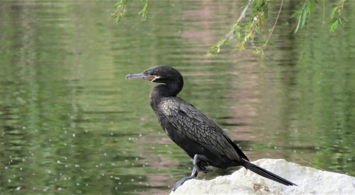eBird Checklist - 6 May 2023 - Henderson Bird Viewing Preserve - 46 ...