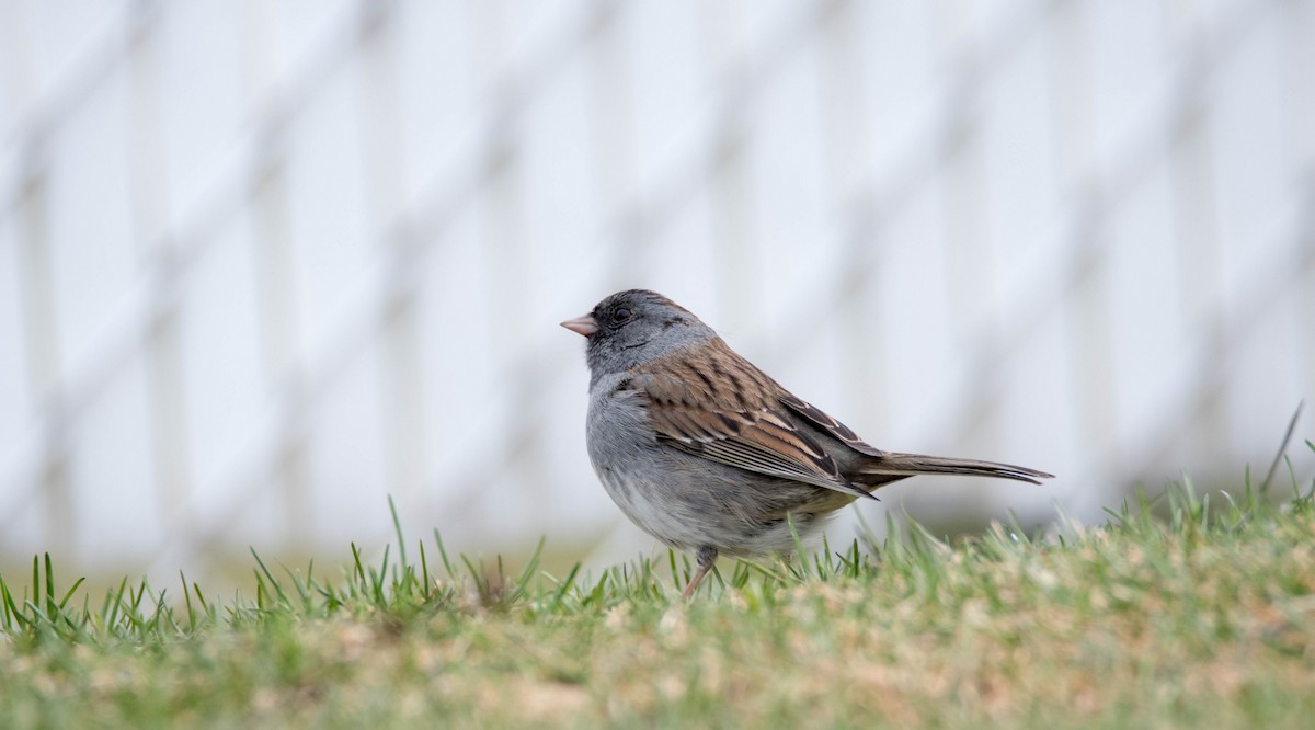 eBird Québec Checklist - 4 May 2017 - Chicoutimi-Nord, Rue de la ...