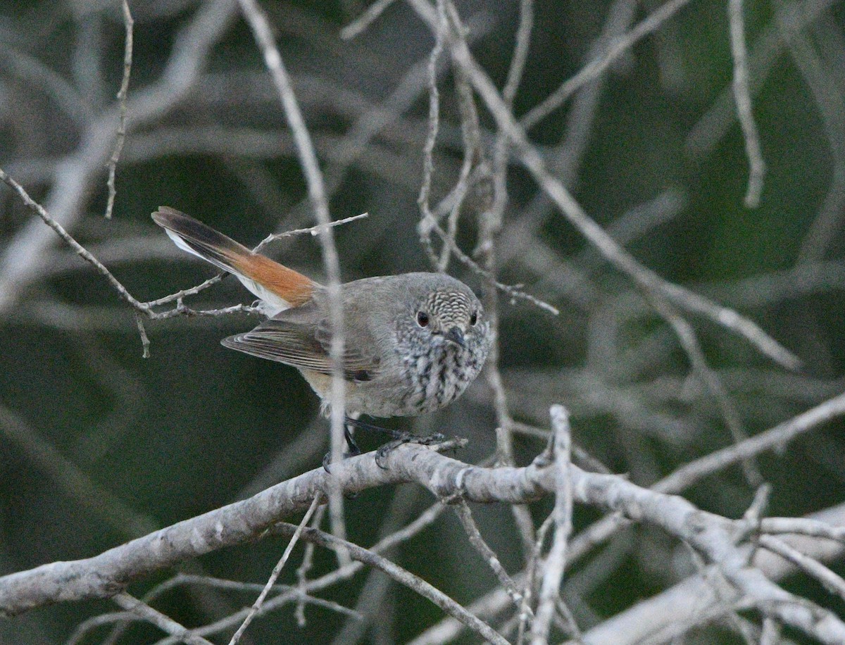 eBird Australia Checklist - 7 May 2023 - Western Creek State Forest--Dunmore Rd at Sam's Track ...