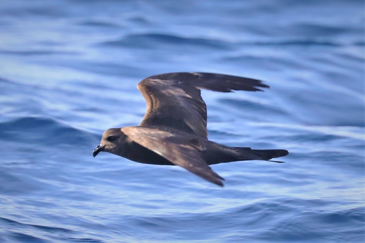 ML568176711 - Matsudaira's Storm-Petrel - Macaulay Library