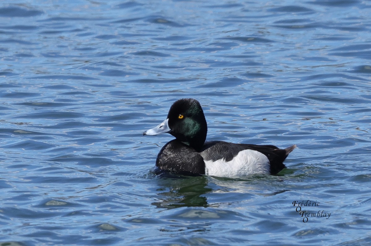 eBird Québec Checklist - 6 May 2023 - Pointe à John (quai & base de ...