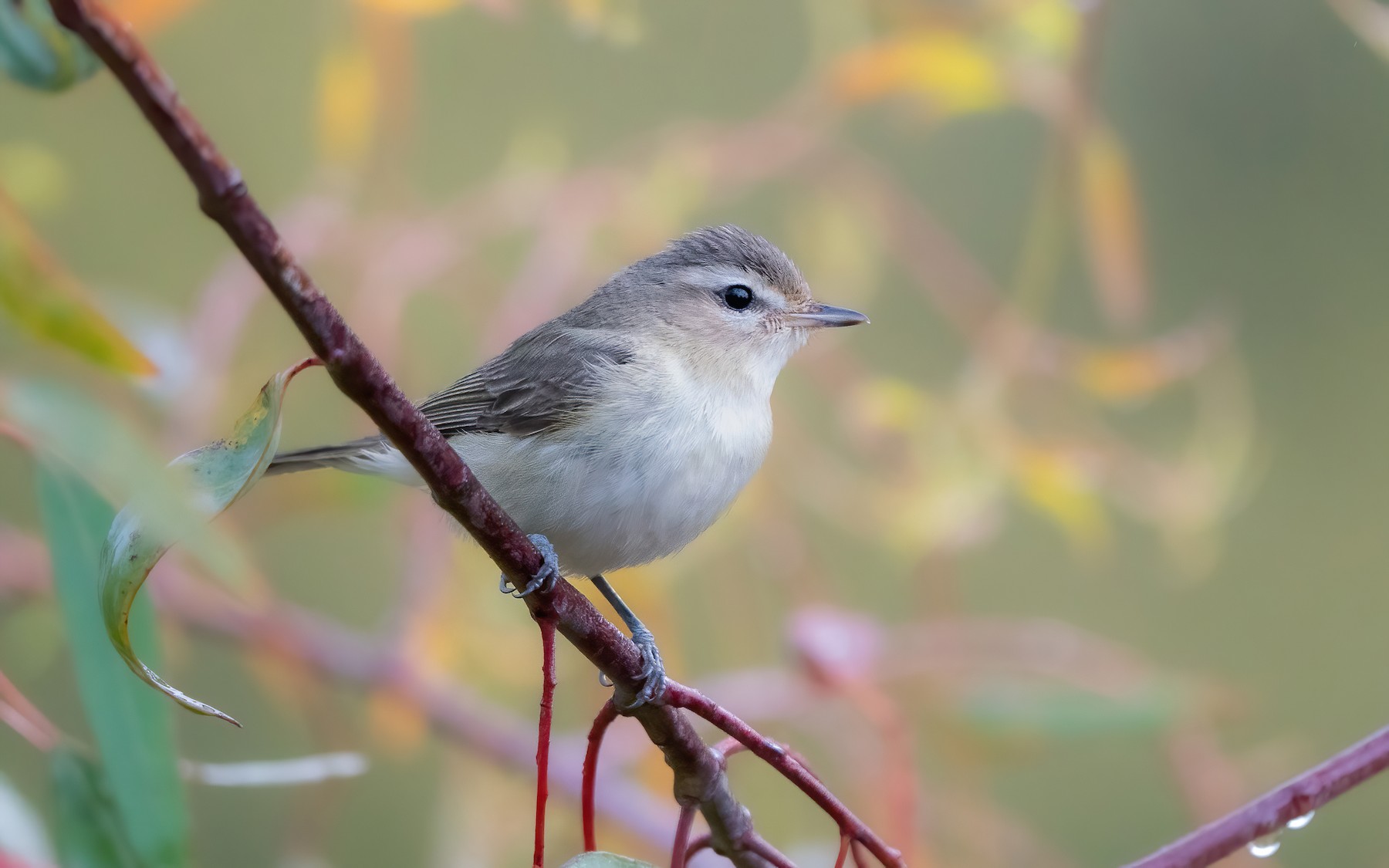 Warbling Vireo (Western) - eBird