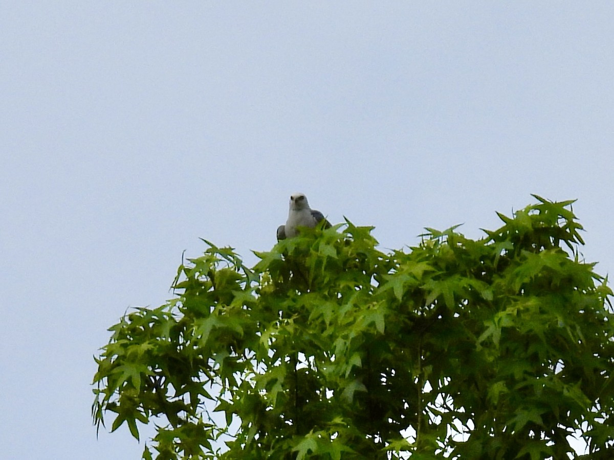 Maryland-DC Breeding Bird Atlas Checklist - 7 May 2023 - Bachman Sports ...