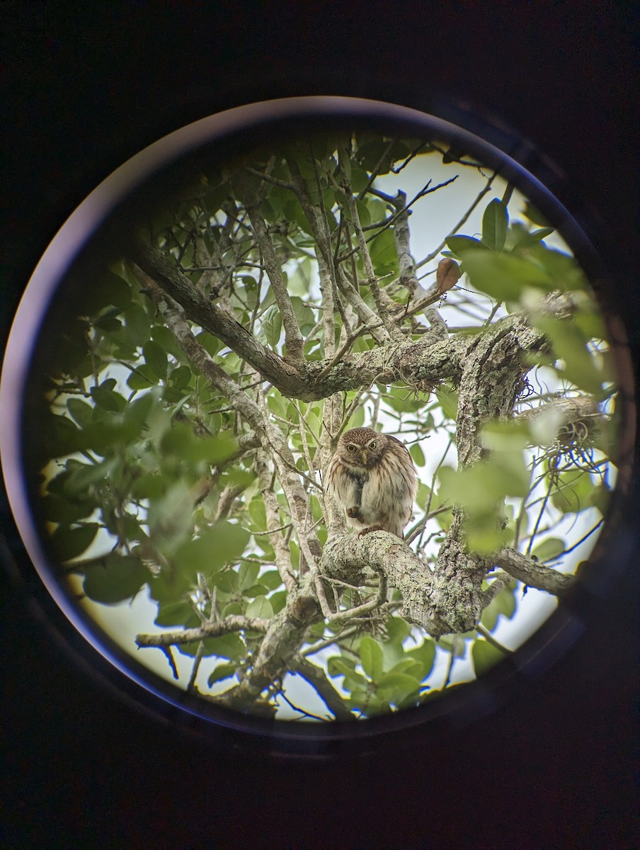 eBird Checklist - 6 May 2023 - King Ranch--Norias Division (Kenedy Co ...