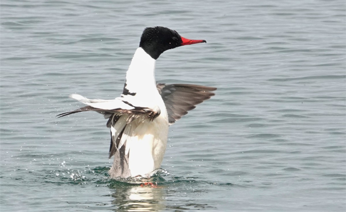 eBird Checklist - 7 May 2023 - Tommy Thompson Park - 39 species