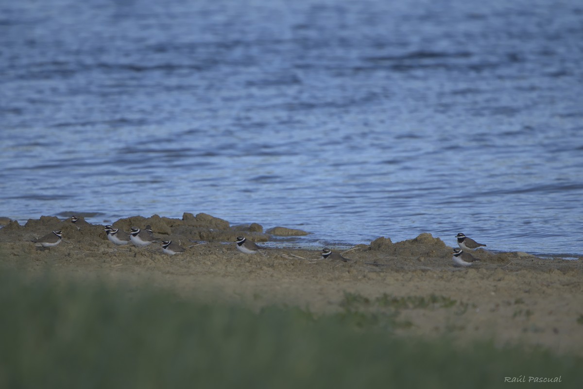 eBird Checklist - 7 May 2023 - Balsa de Zolina/Ezkoriz - 32 species