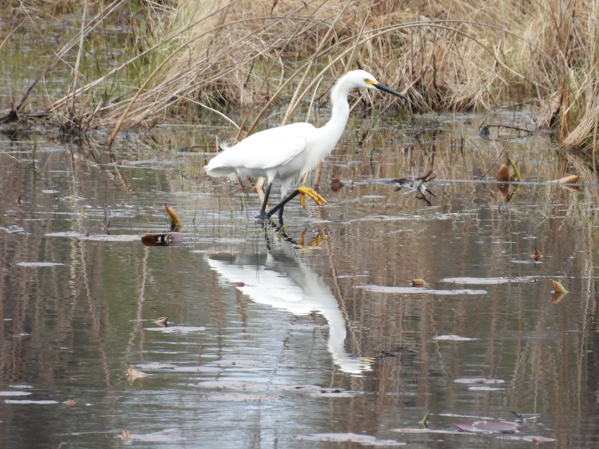 eBird Checklist - 7 May 2023 - 13579 Neal Road, Springfield Township ...