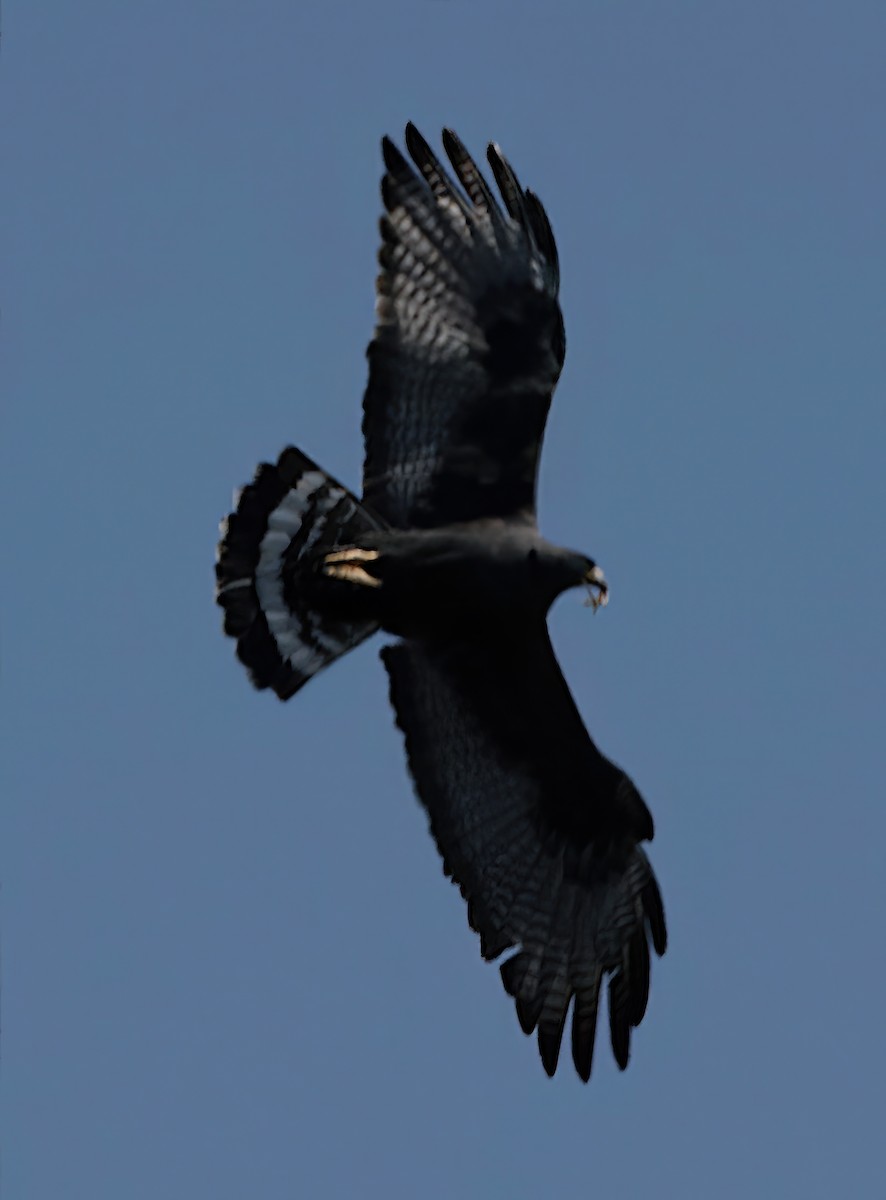 eBird Checklist - 4 May 2023 - Gray Hawk Nature Center, Sierra Vista US-AZ 31.60304, -110.15598 ...