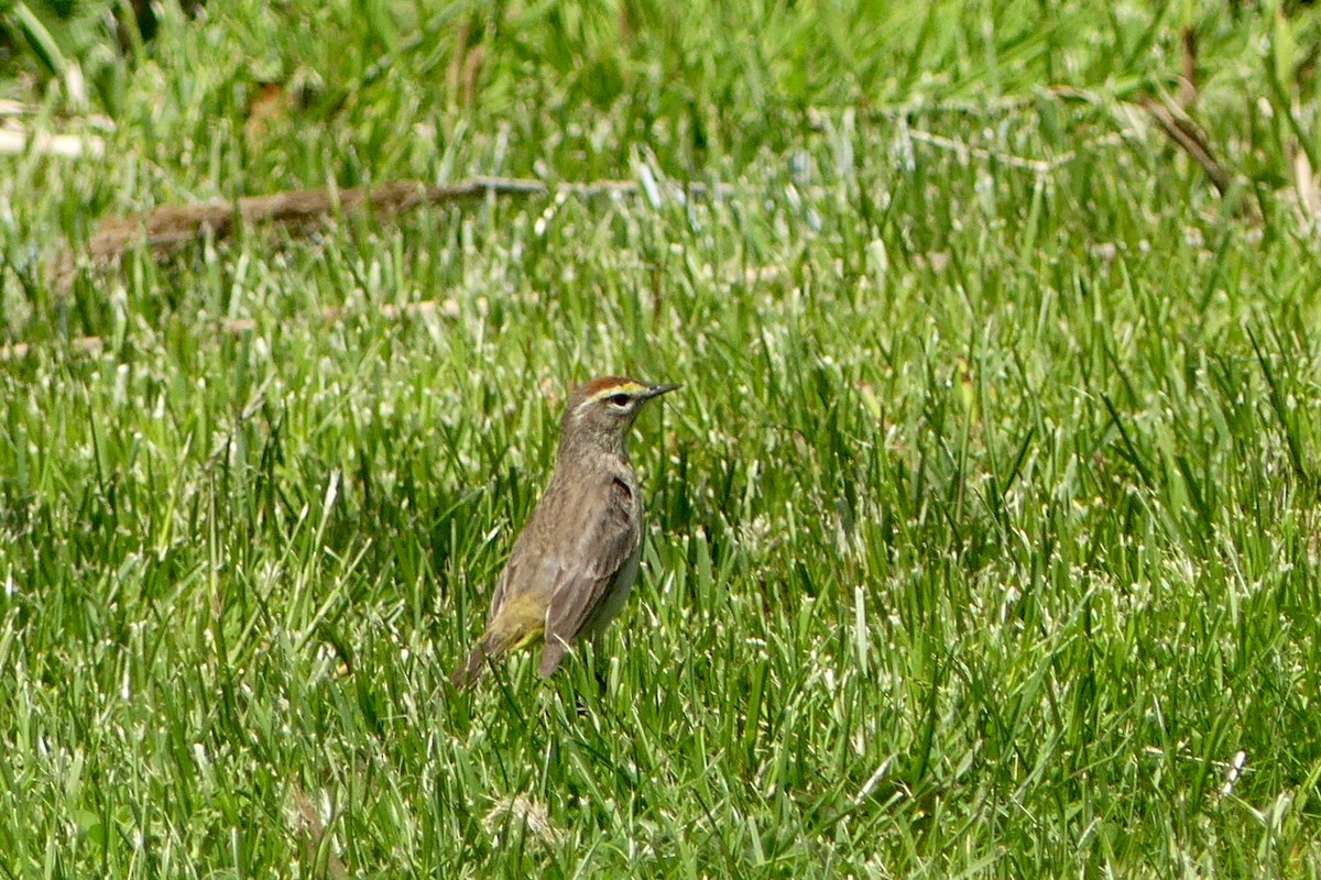 New York Breeding Bird Atlas Checklist - 7 May 2023 - Gilgo Beach - 47 ...