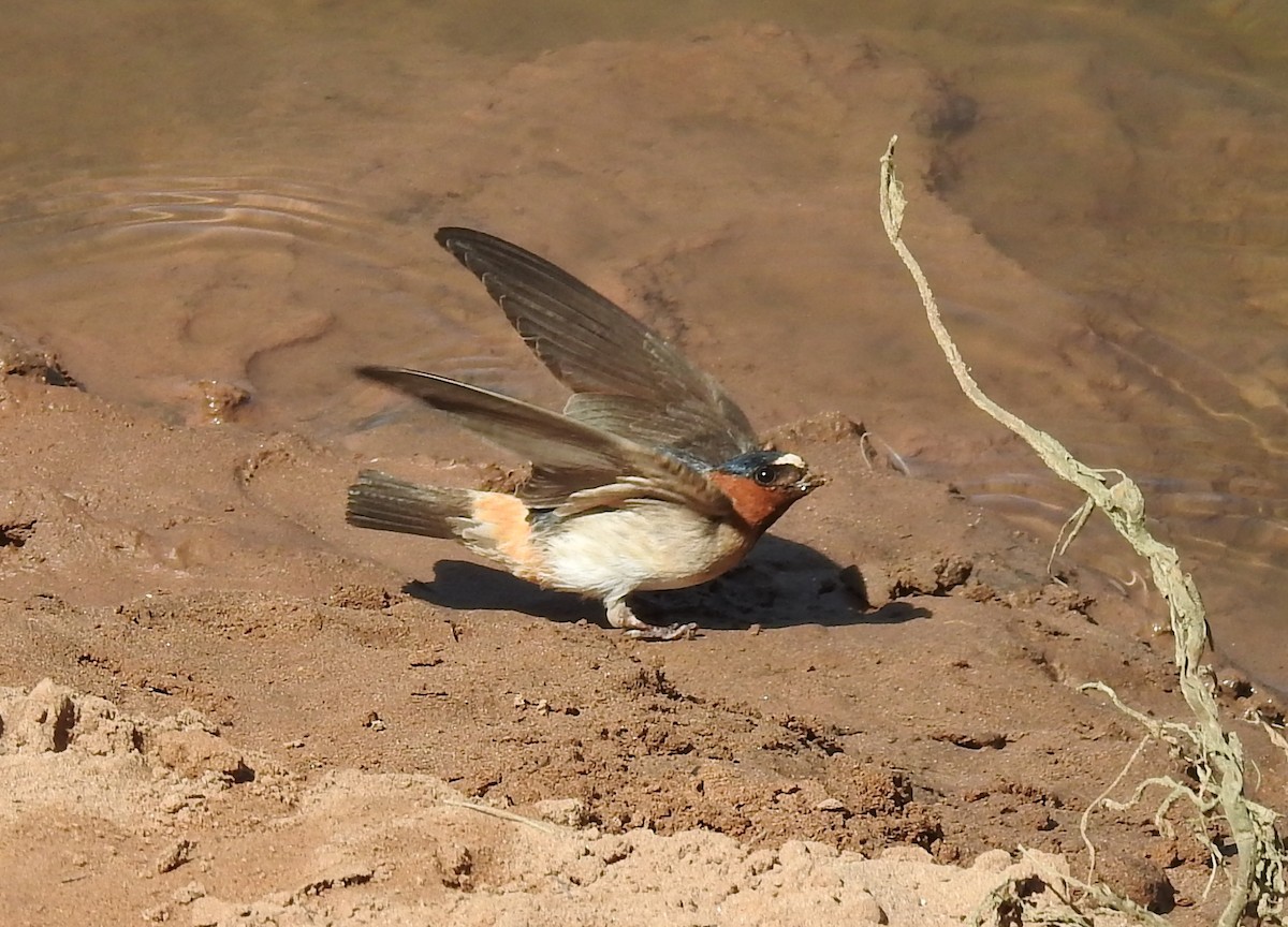 eBird Checklist - 7 May 2023 - Salt River--Coon Bluff Recreation Area ...
