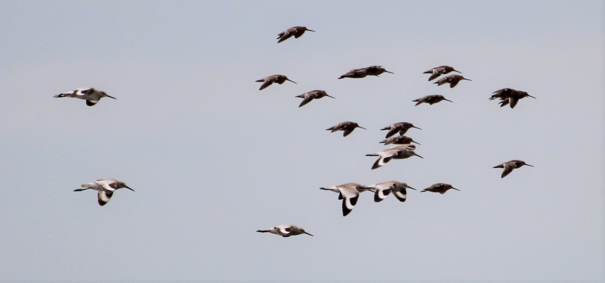 eBird Checklist - 7 May 2023 - Erieau Marsh Trail - 84 species