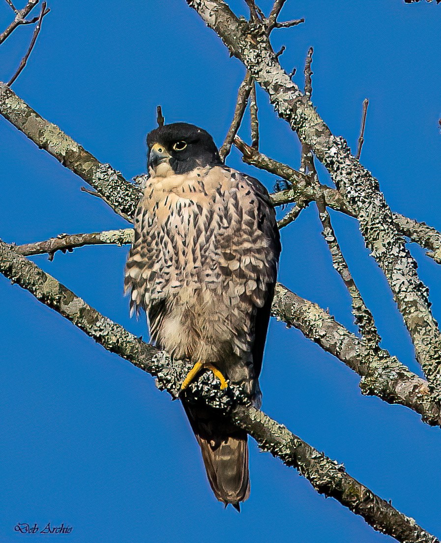 eBird Checklist - 4 May 2023 - Conestee Nature Preserve - 1 species