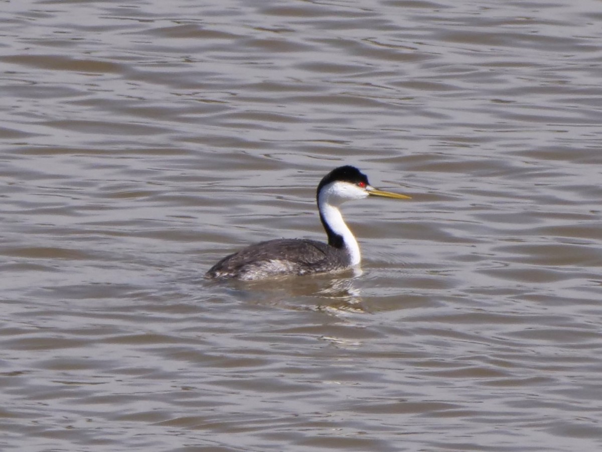 eBird Checklist - 7 May 2023 - Navajo SP and Reservoir - 15 species