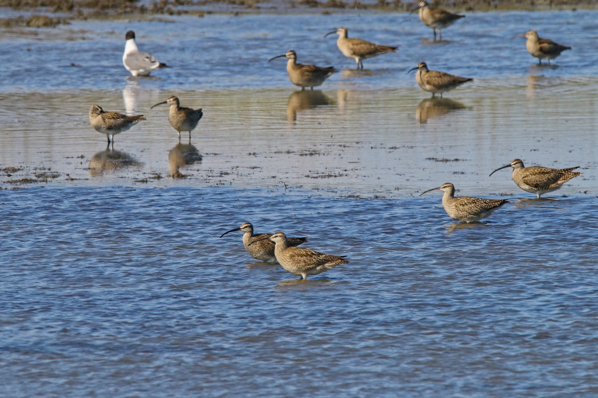 eBird Checklist - 6 May 2023 - CMCH--Shell Bay Landing - 25 species