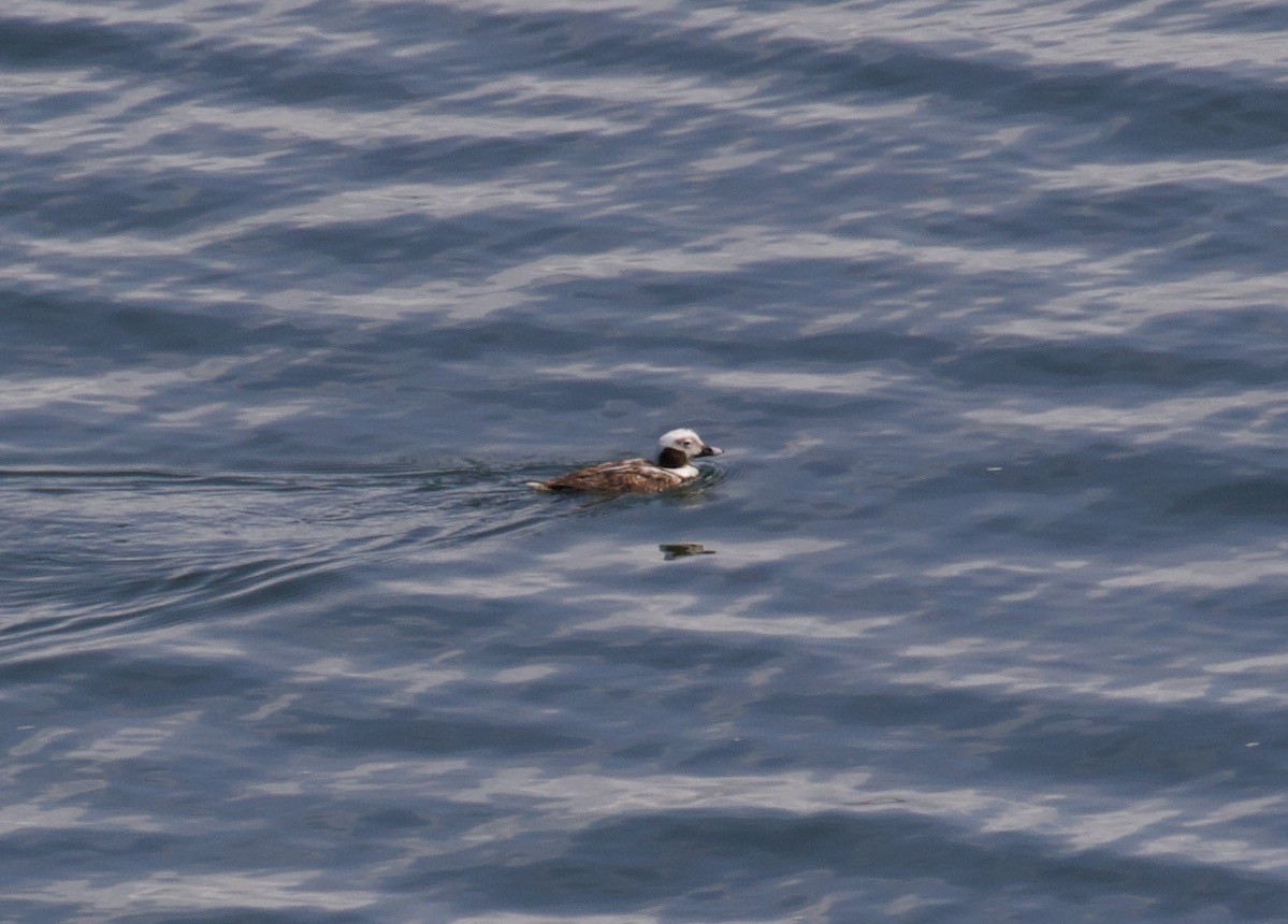 eBird Checklist - 7 May 2023 - Pt. Reyes--Fish Docks - 15 species