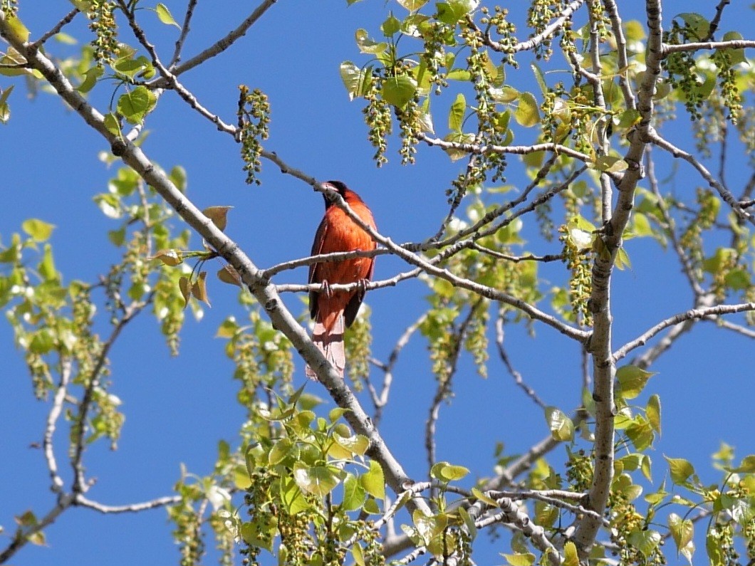 ML568482881 - Northern Cardinal - Macaulay Library ML568482881 - Northern Cardinal - Macaulay Library
