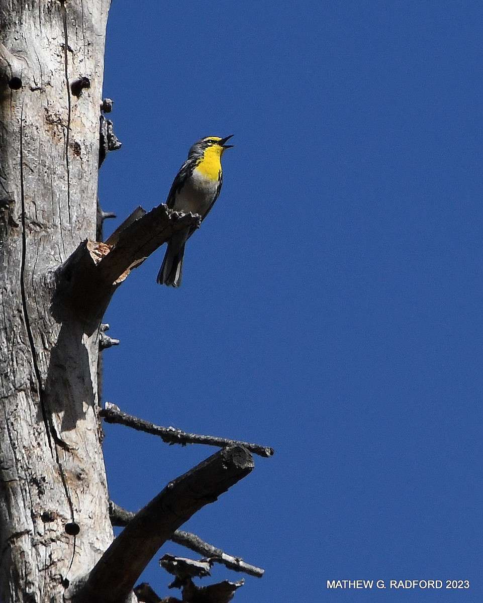 eBird Checklist - 1 May 2023 - Davis Mountains Preserve (Nature ...