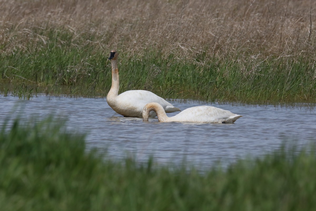 eBird Checklist - 6 May 2023 - Killdeer Plains Wildlife Area (Wyandot ...