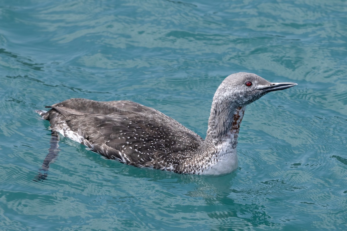 eBird Checklist - 7 May 2023 - Steelworkers Park (#523, including IL ...