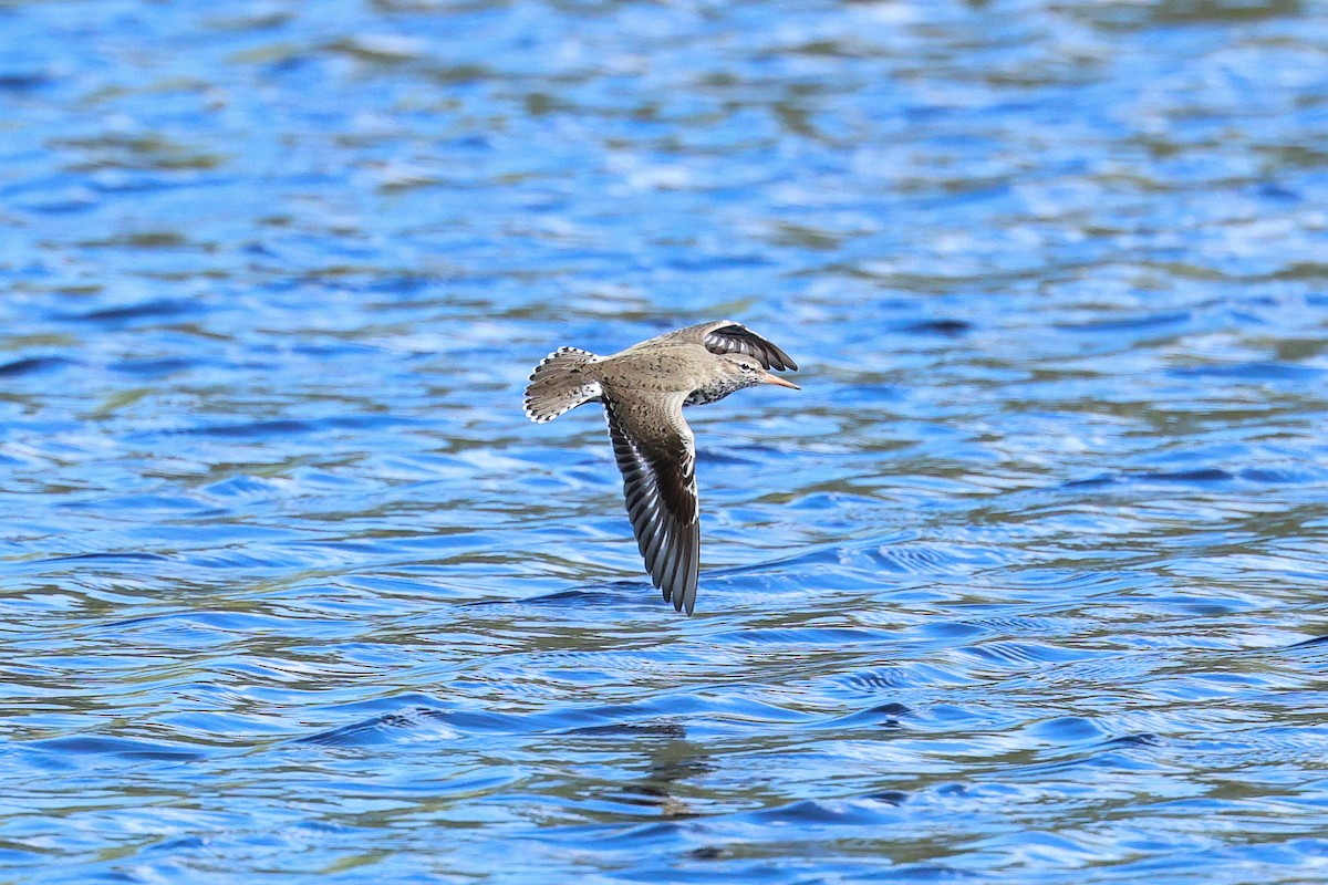 eBird Checklist - 6 May 2023 - Belleplain SF--Lake Nummy - 22 species