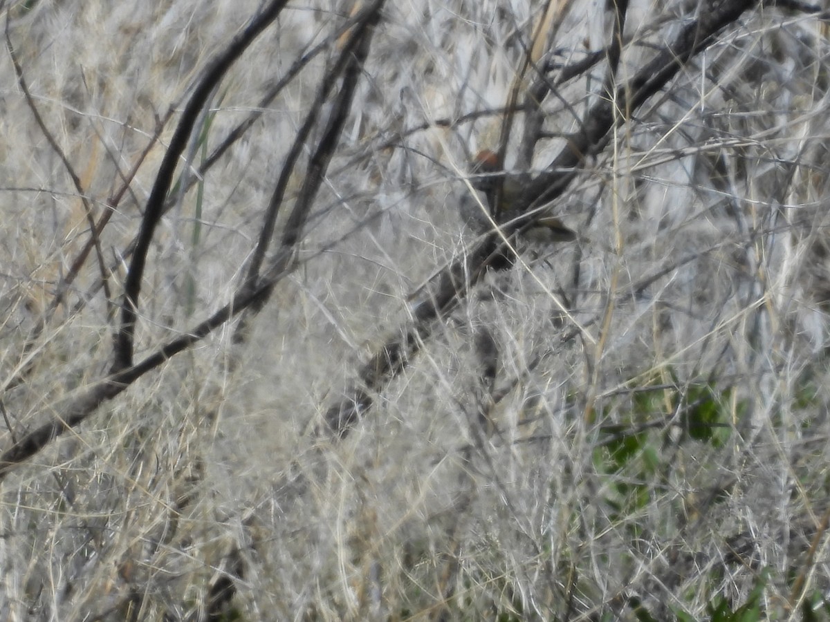 eBird Checklist - 7 May 2023 - Stillwater NWR--Auto Loop and Upper ...