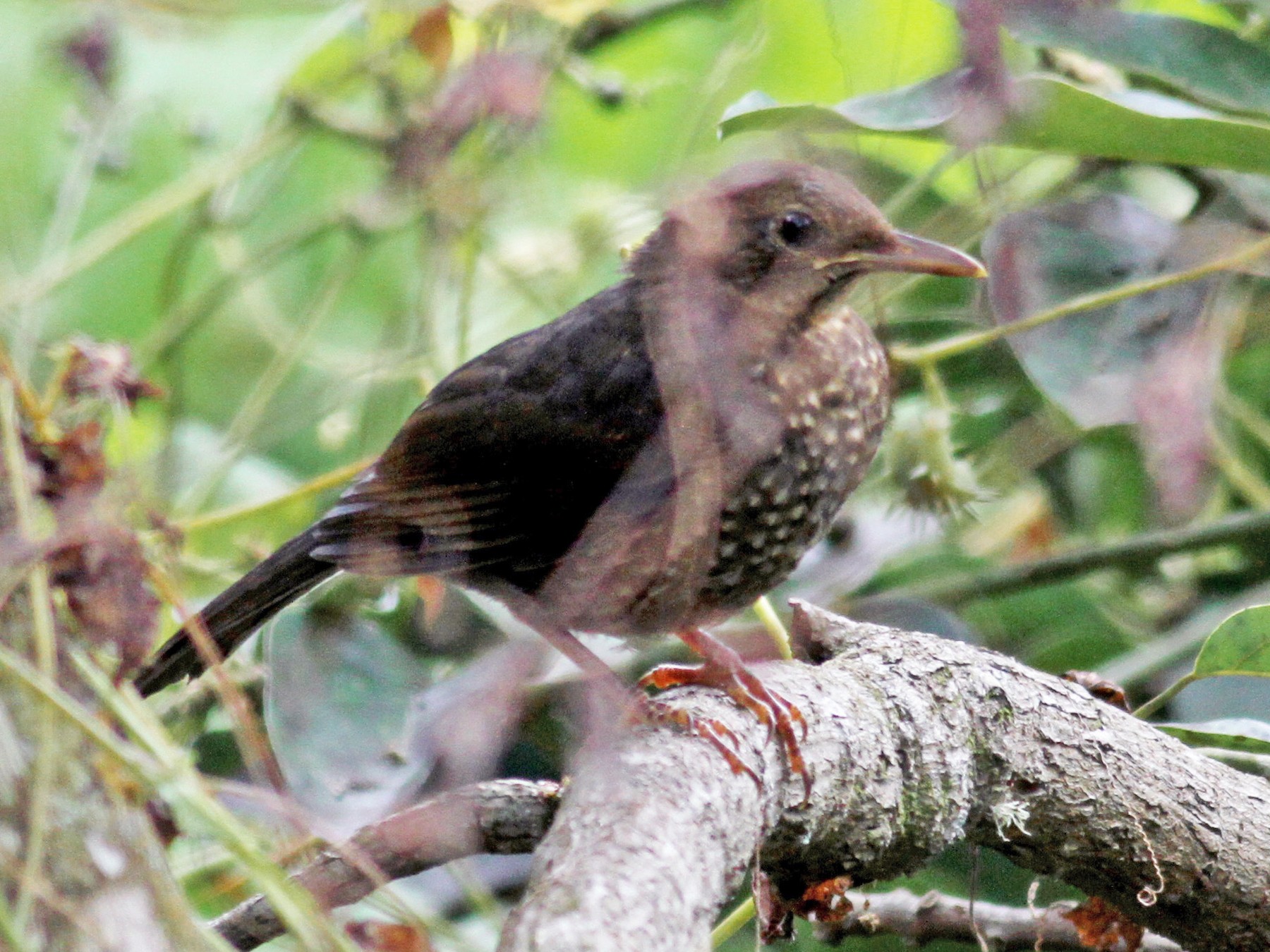 Glossy-black Thrush - eBird