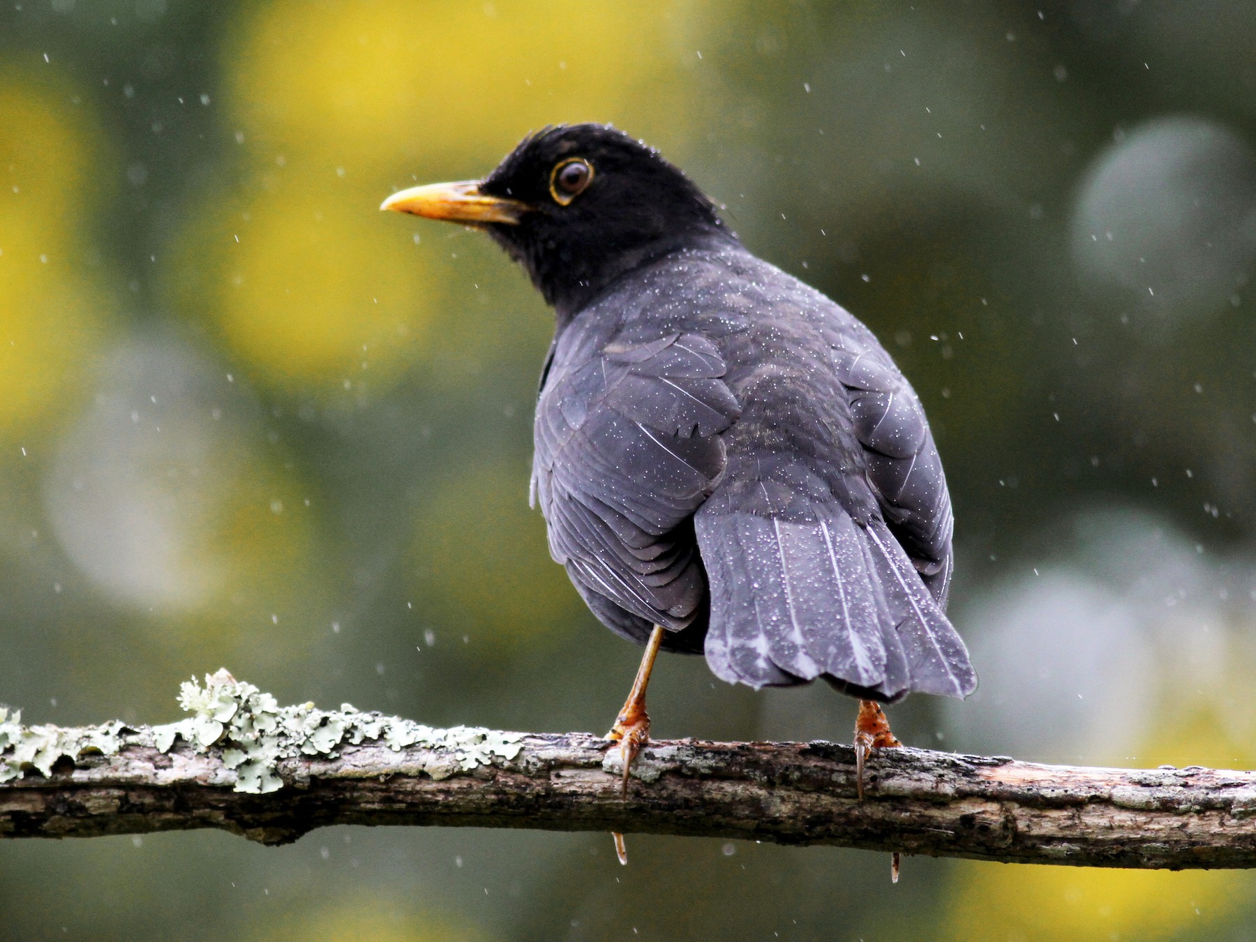 Glossy-black Thrush - eBird