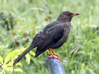 Great Thrush - eBird