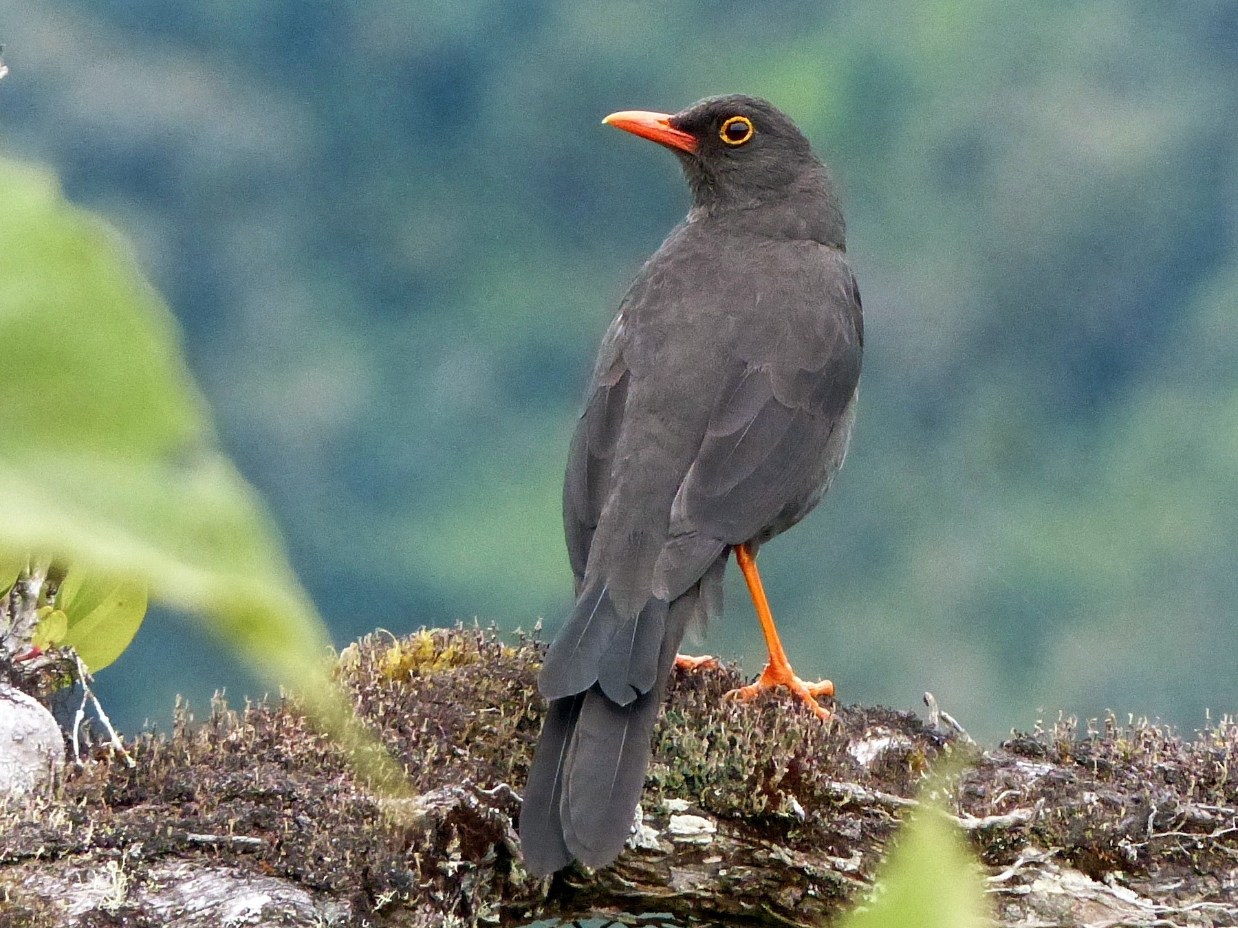 Great Thrush - eBird