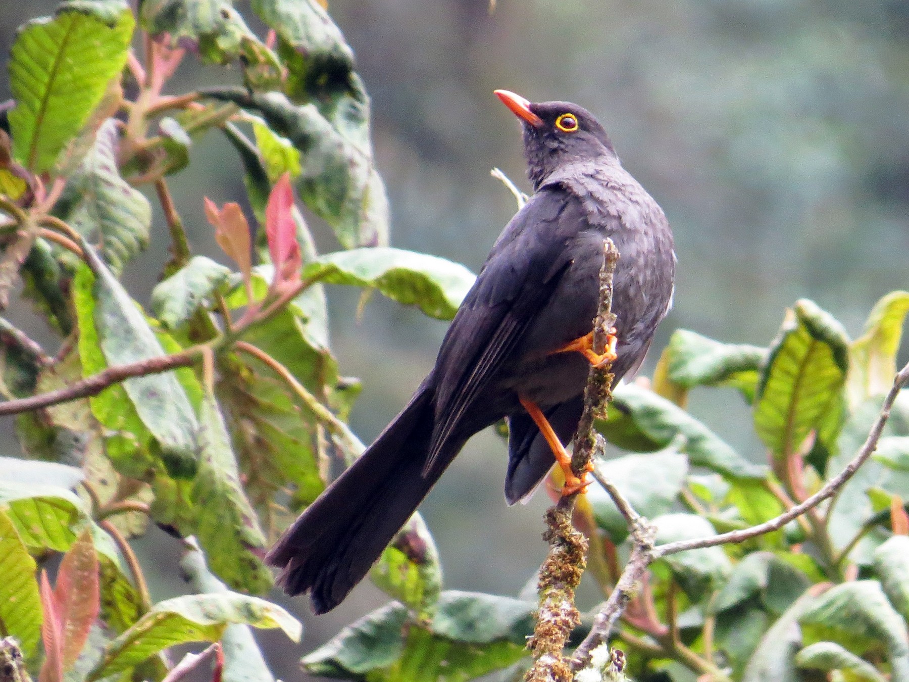Great Thrush - eBird