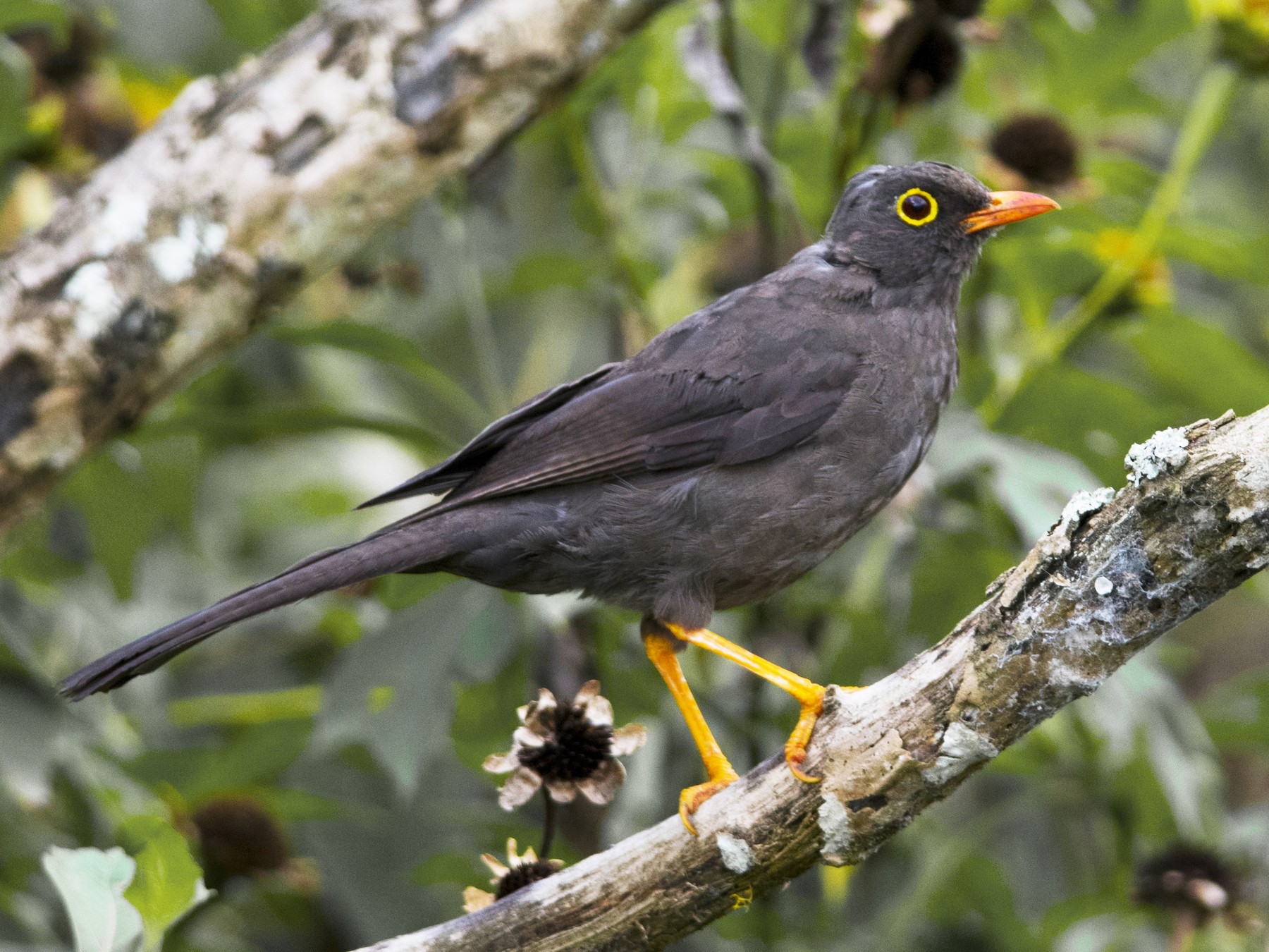 Great Thrush - eBird
