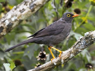 Great Thrush - eBird