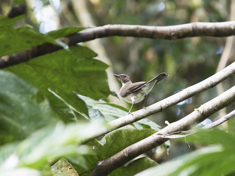 Black-billed Thrush - eBird