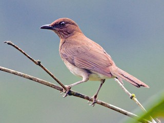 Black-billed Thrush - eBird
