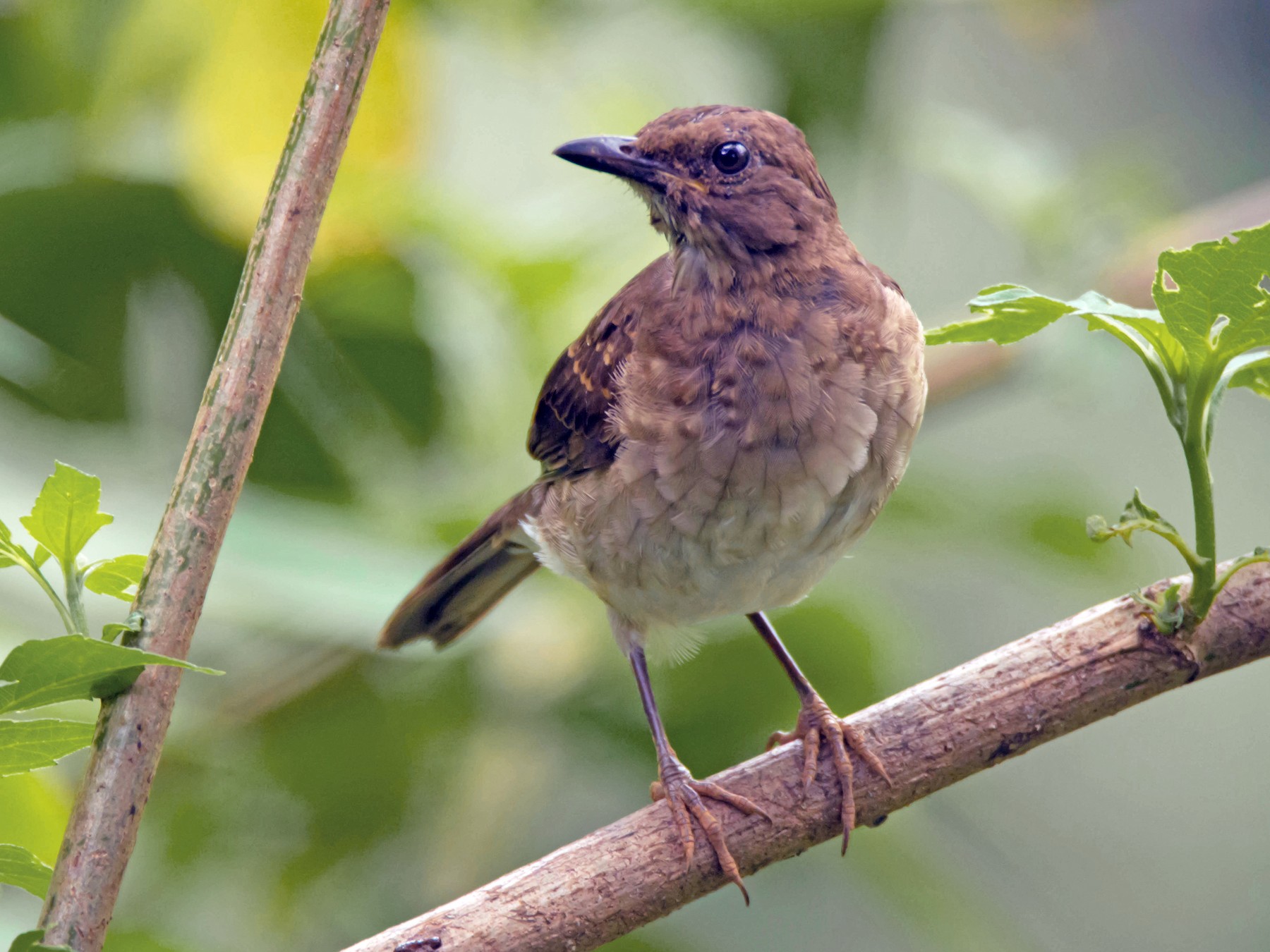 Black-billed Thrush - eBird