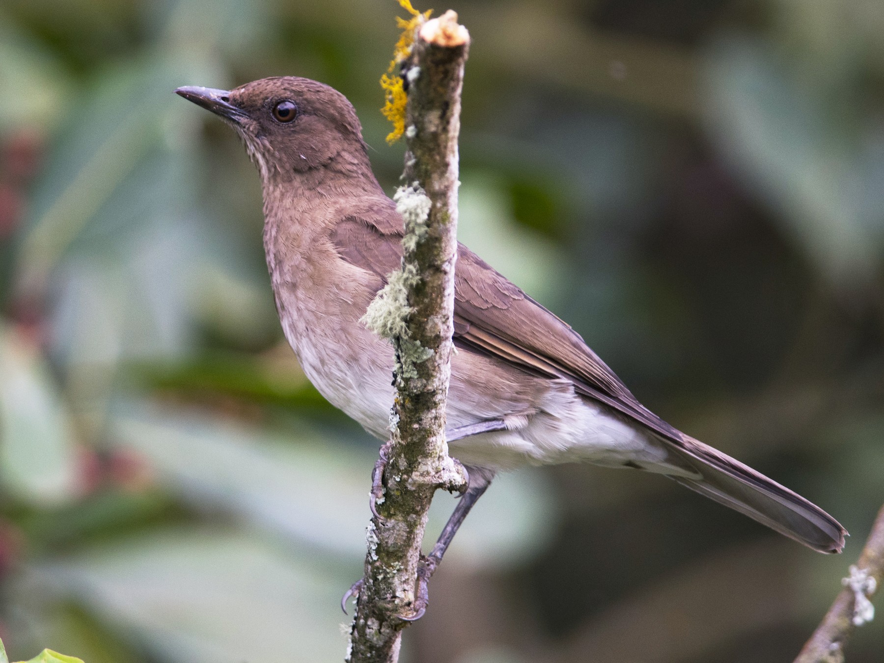 Black-billed Thrush - eBird