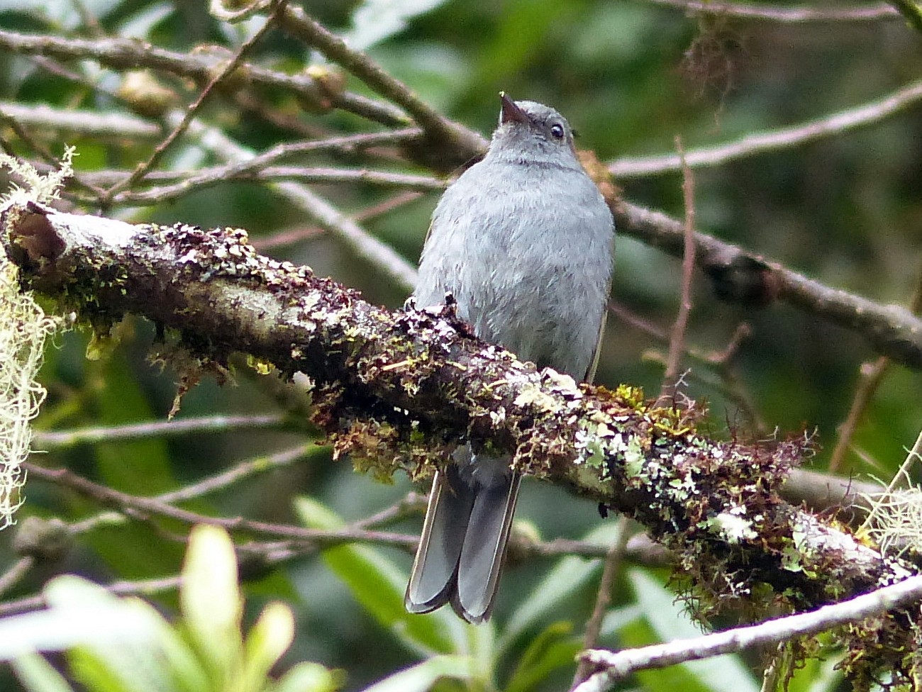 Andean Solitaire - eBird