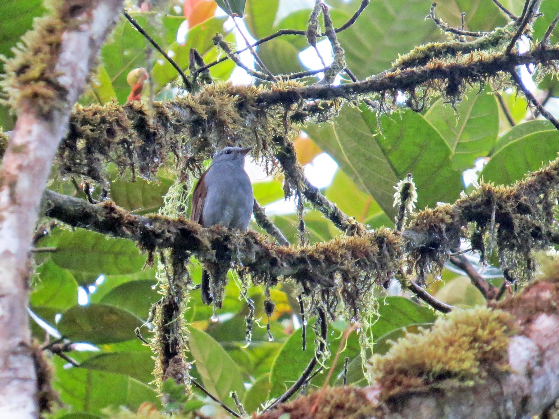 Andean Solitaire - eBird