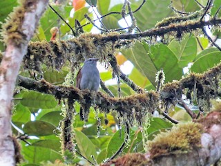 Andean Solitaire - eBird