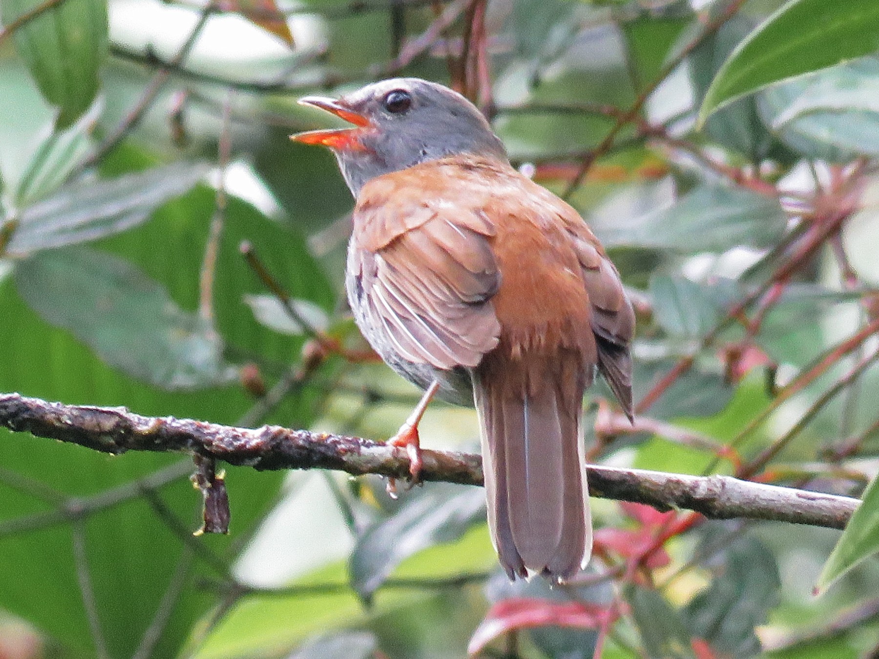 Andean Solitaire - eBird