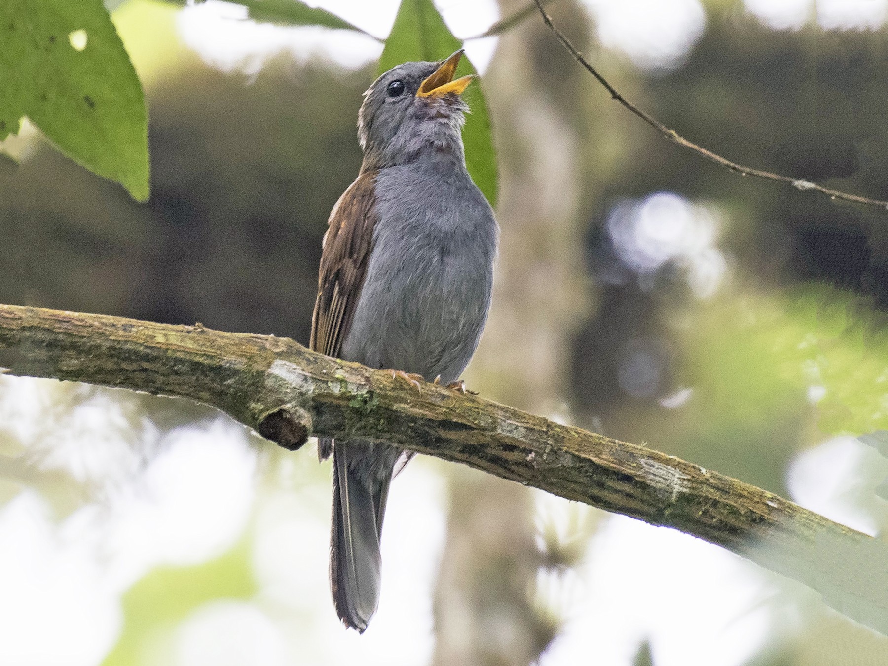 Andean Solitaire - eBird