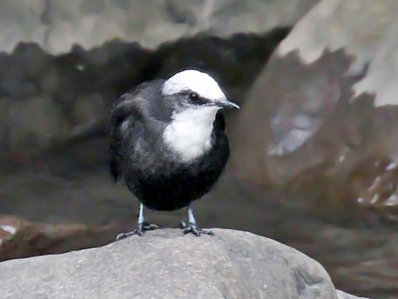 White-capped Dipper - eBird