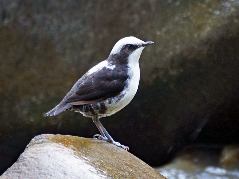 White-capped Dipper - eBird