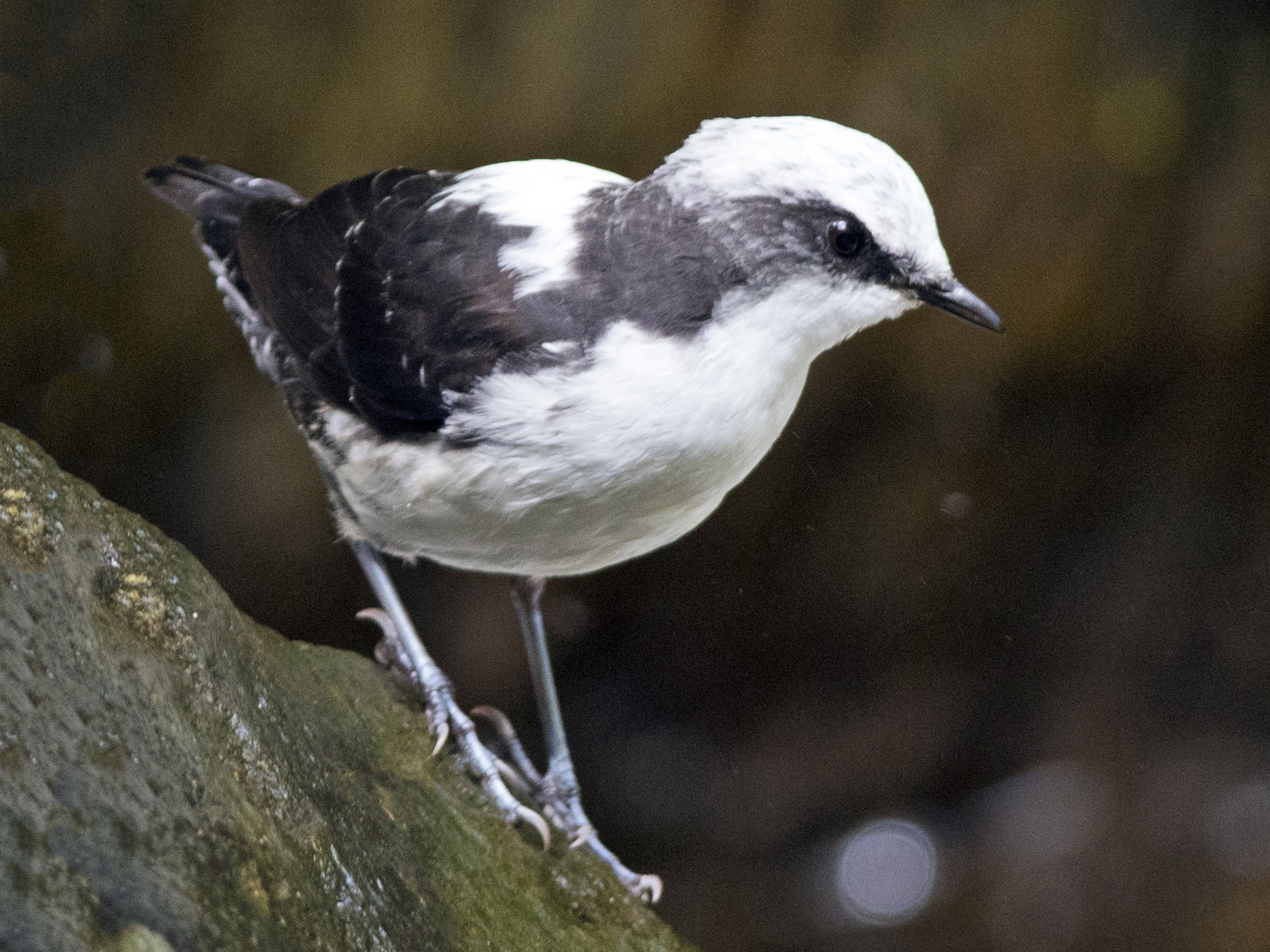 White-capped Dipper - eBird